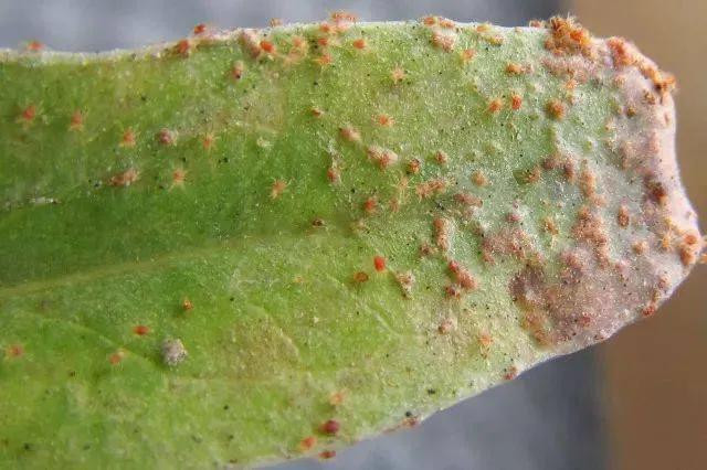 How to identify common rose pests? - iNEWS
