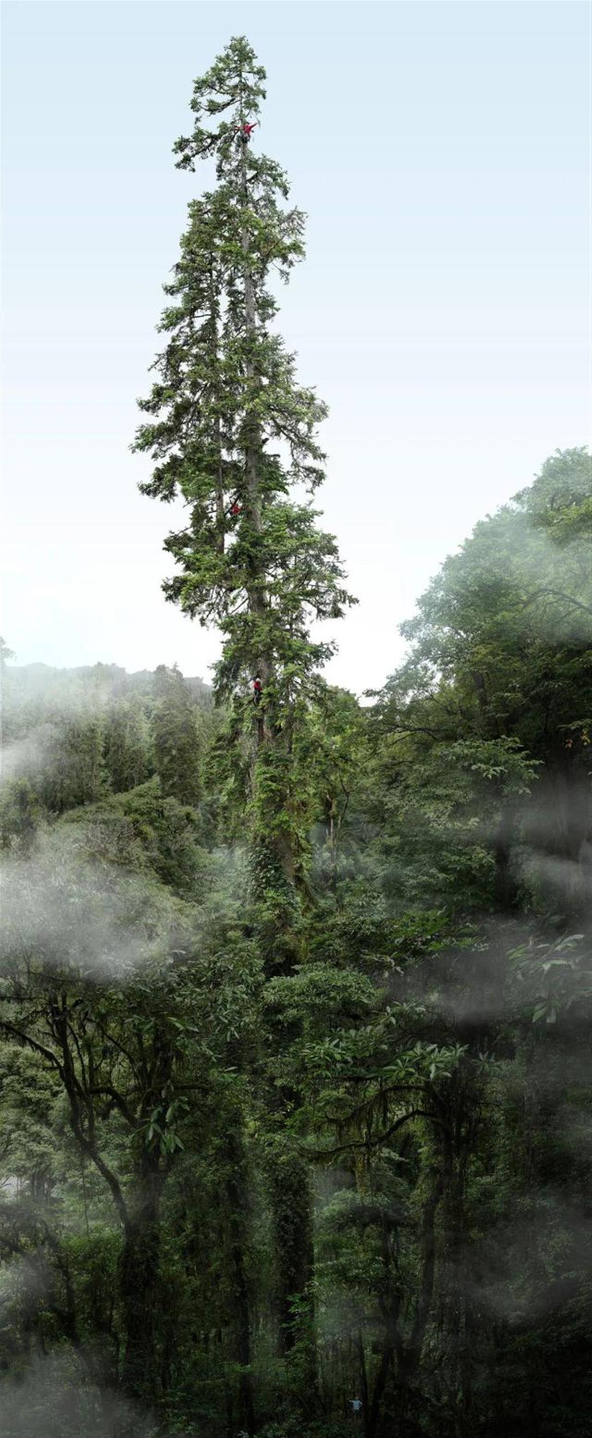 The tallest tree in China has changed its owner. The tree's height of ...