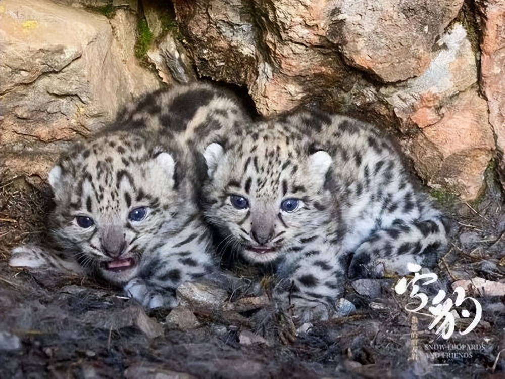 Documentary film "Snow Leopard and Her Friends": a magnificent ...