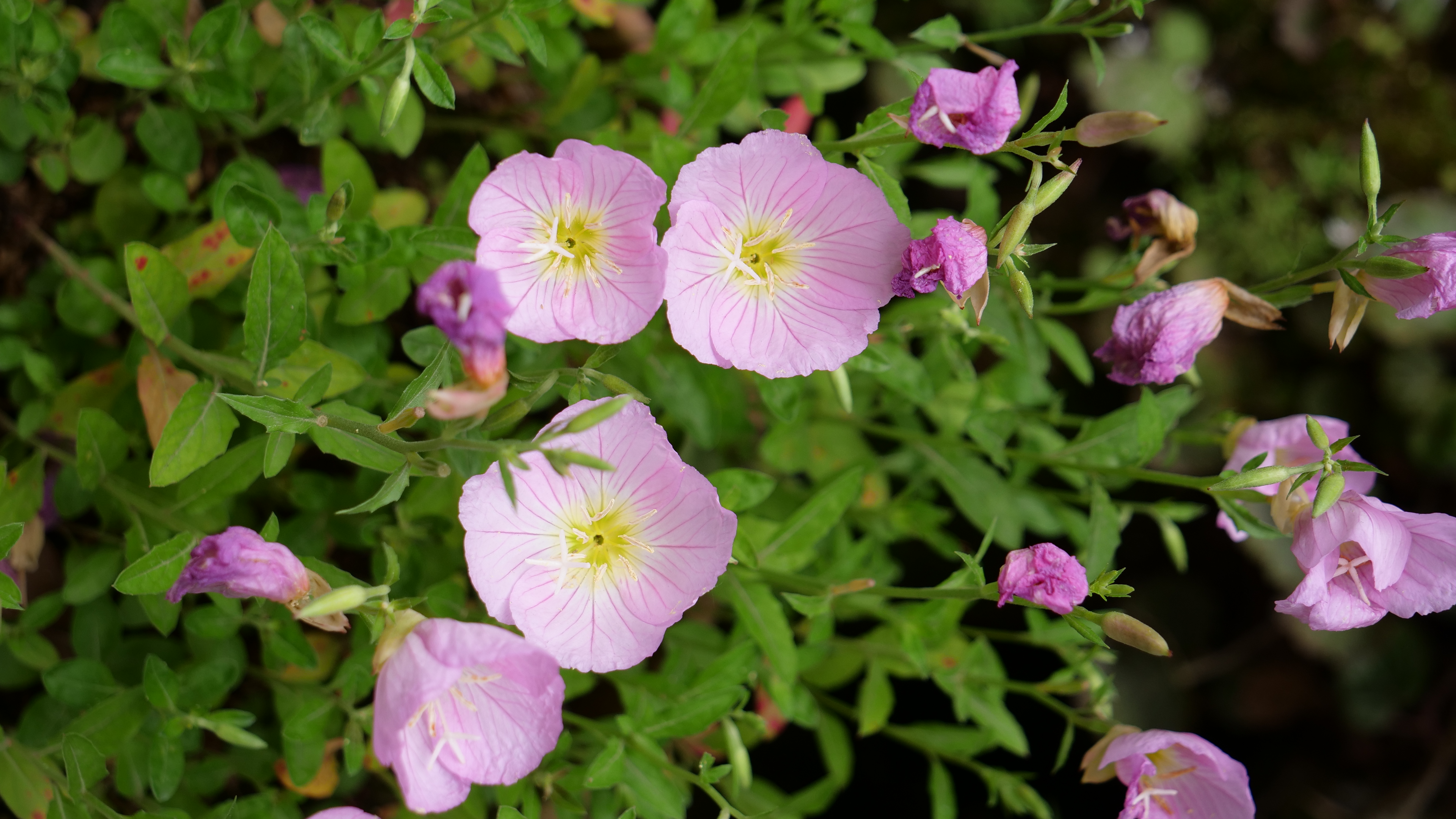 Do you know how to make a "cushion layer" when growing potting soil?Do ...