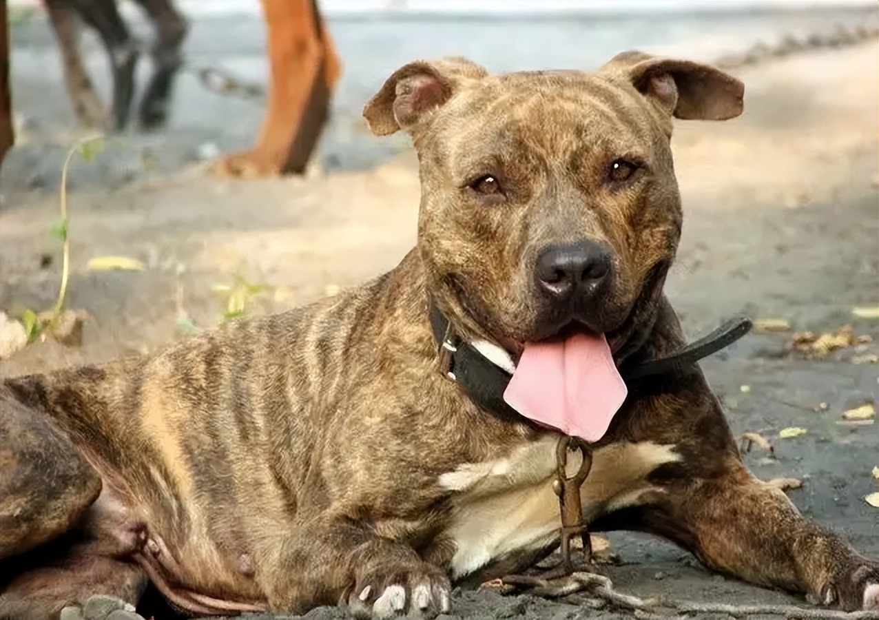 China's "six big bulldogs" are not inferior to foreign dogs. How many ...