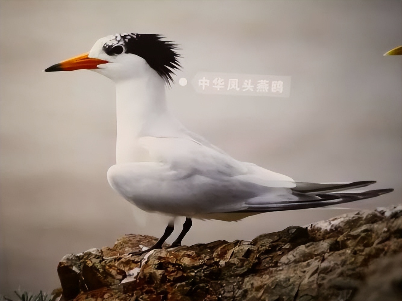 Why is the Chinese crested tern called the "bird of myth"? - iNEWS