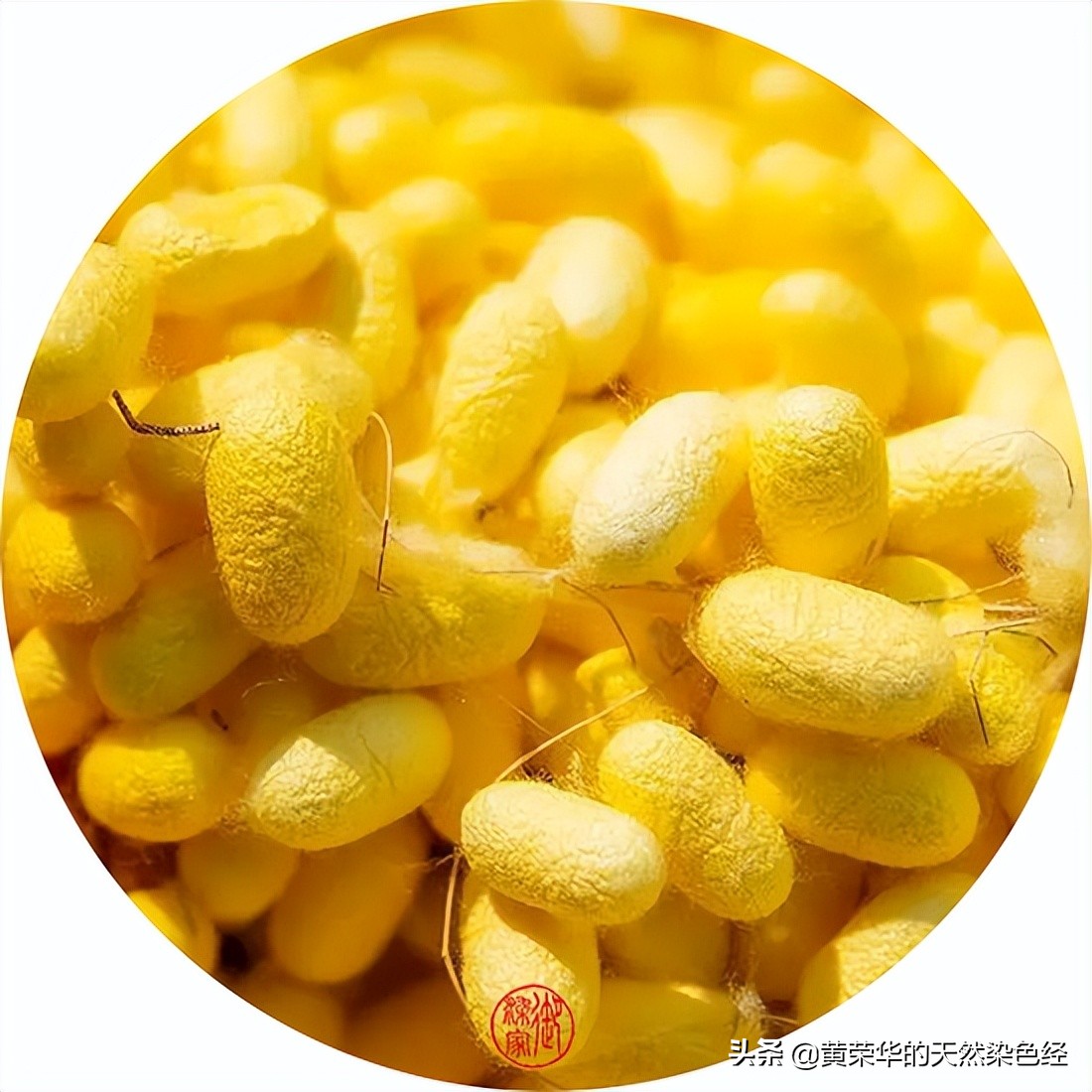 Chinese traditional color: cocoon yellow - iNEWS