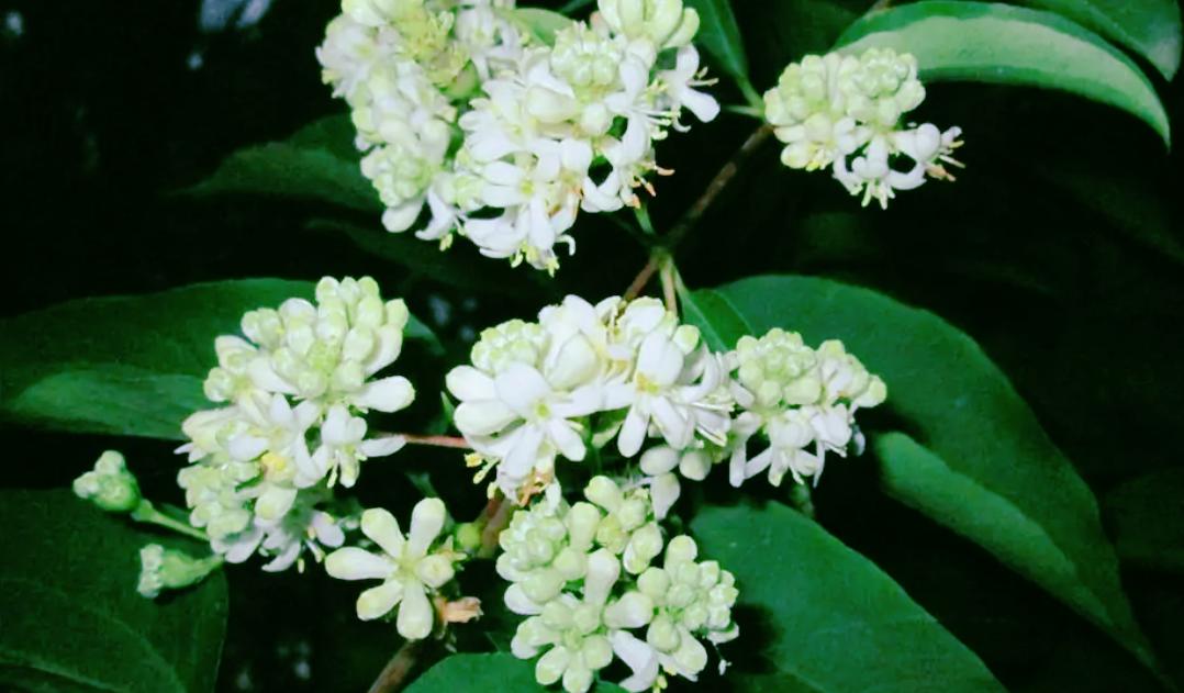 The "unique flower in China" that disappeared for 115 years was ...