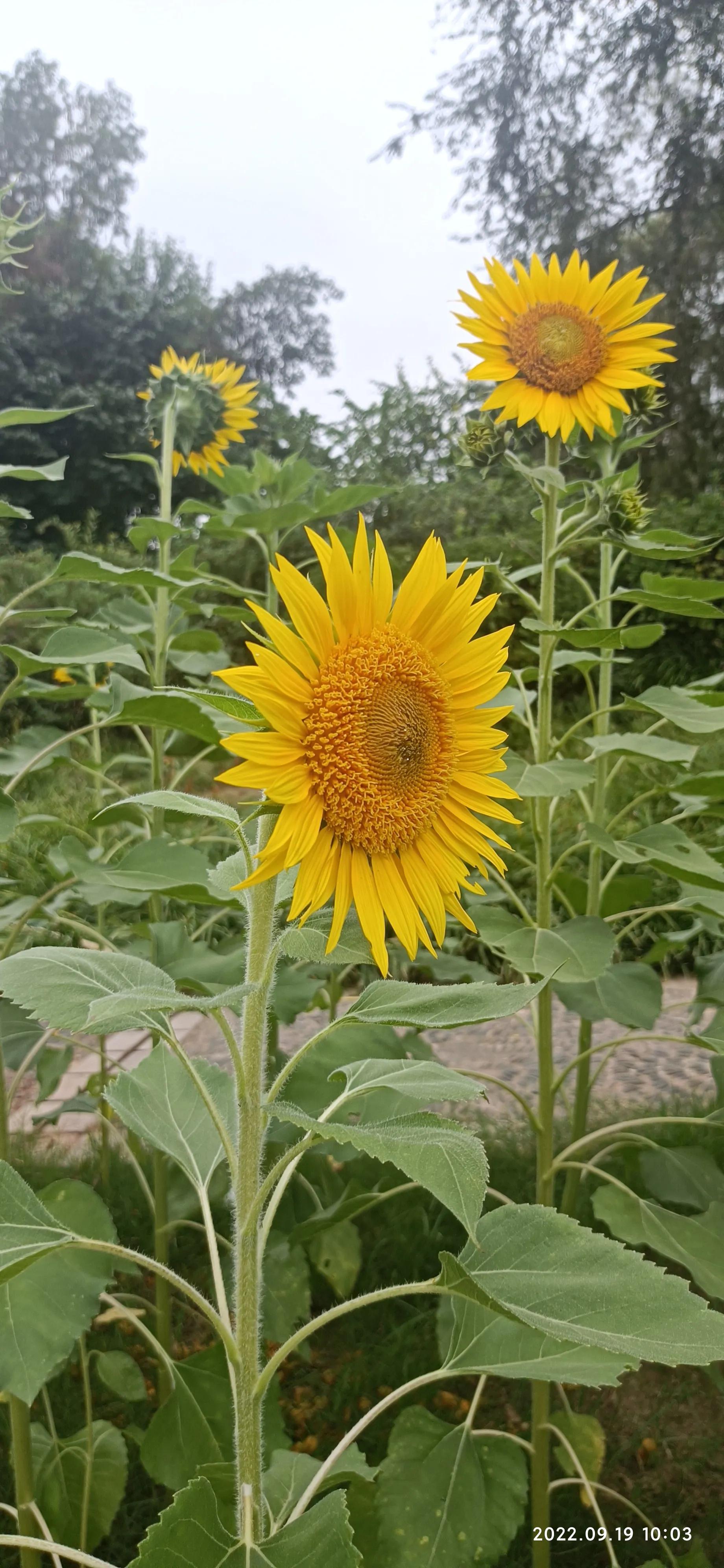 Seven unique sunflowers - iNEWS