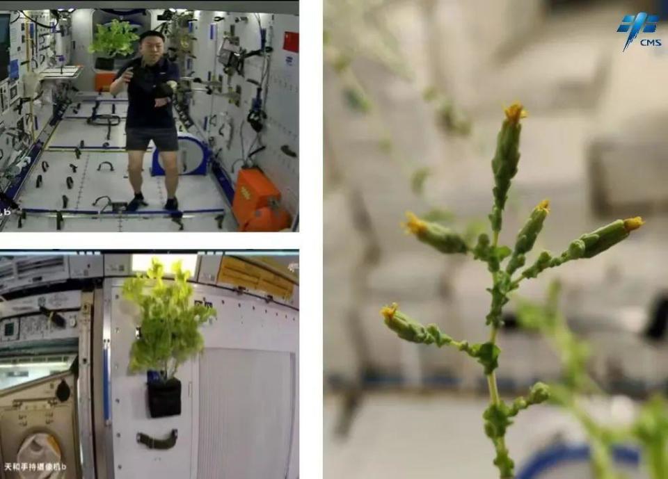 The "Growing Vegetables Dream in Tiangong" has come true, so how far ...