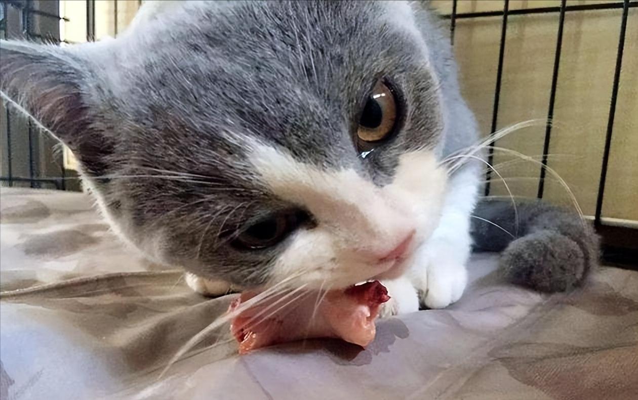 Keeping the blue cat like this will shorten its lifespan, please think ...