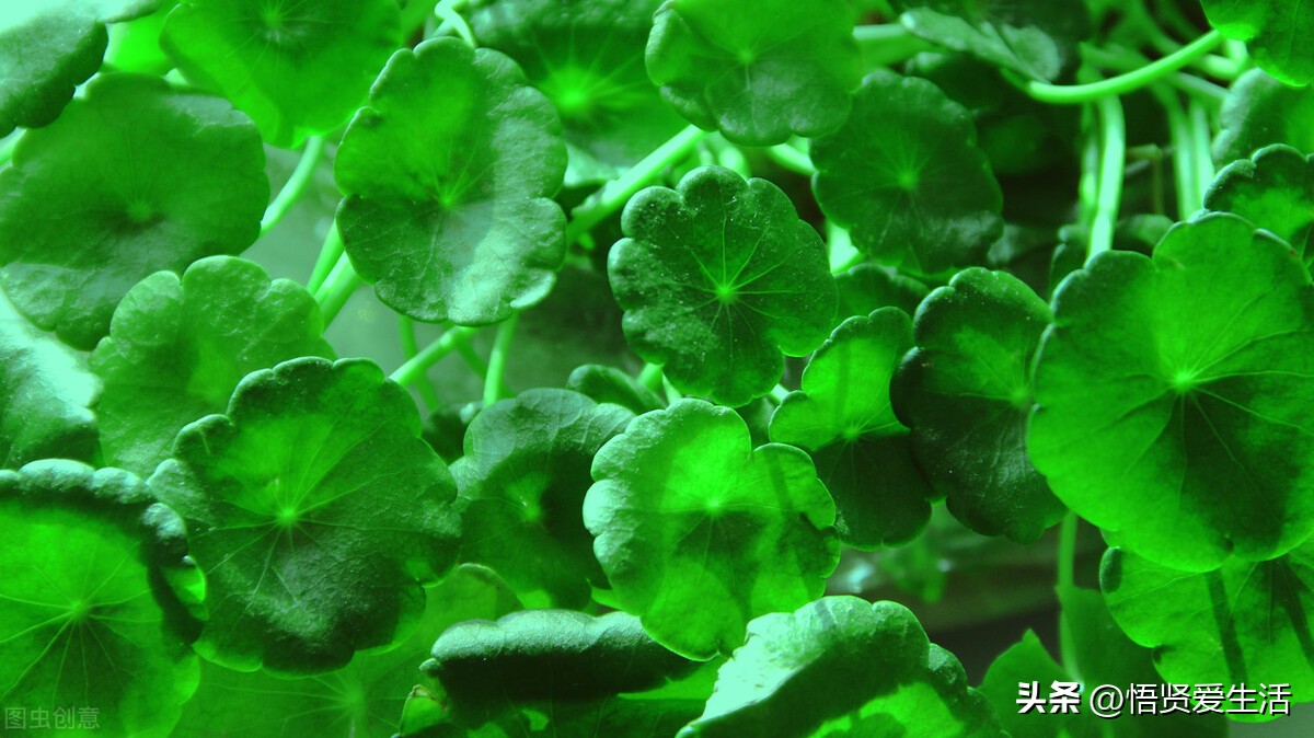 These five "snake flowers" have strong appeal, and the flower balls can ...