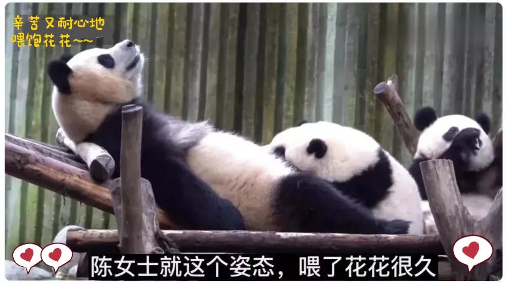 From Yuanyuan to Aibao: How does a panda mother breastfeed her baby ...