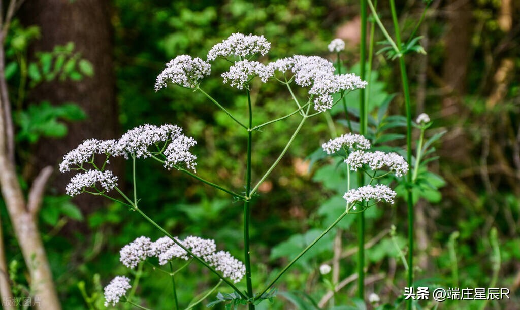 Valerian: A Beautiful and Amazing Plant - iNEWS