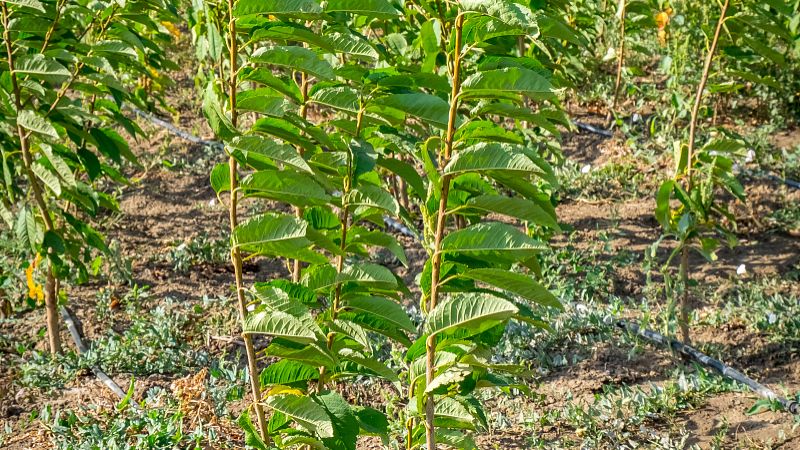 How expensive is nanmu, a tree can be exchanged for a Beijing courtyard ...