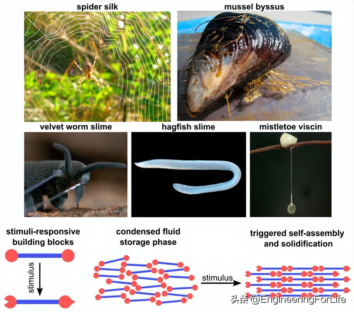 Chemical Reviews: Biomaterials Processing: Proven Tips for Sustainable ...