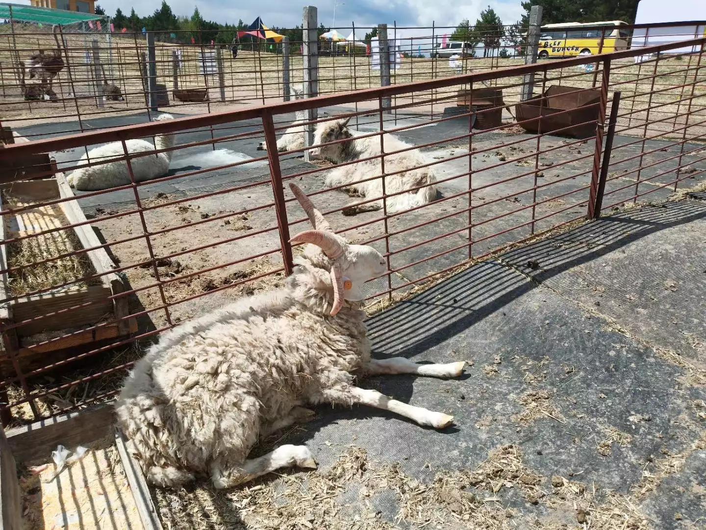 Four-horned goat??? - iNEWS