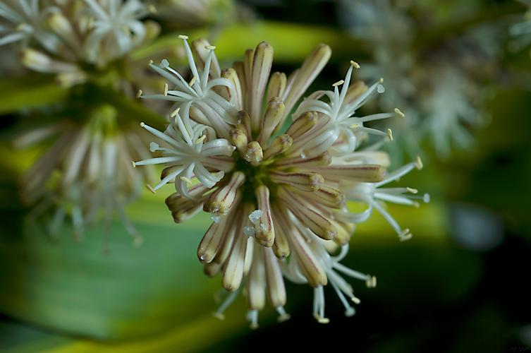 Demystifying the flowering cycle of Brazilian wood, the mystery of ...