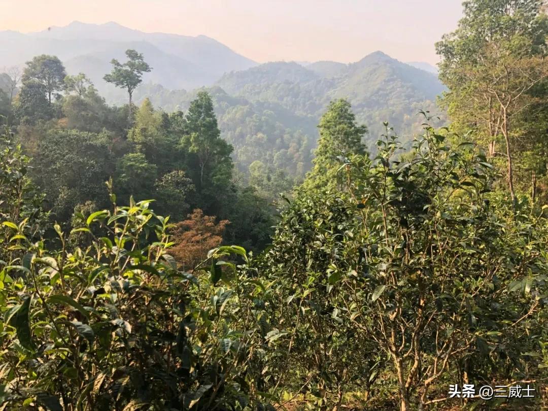 Among Pu'er teas: "Fengzhai" is outstanding in the Yiwu tea area, and ...