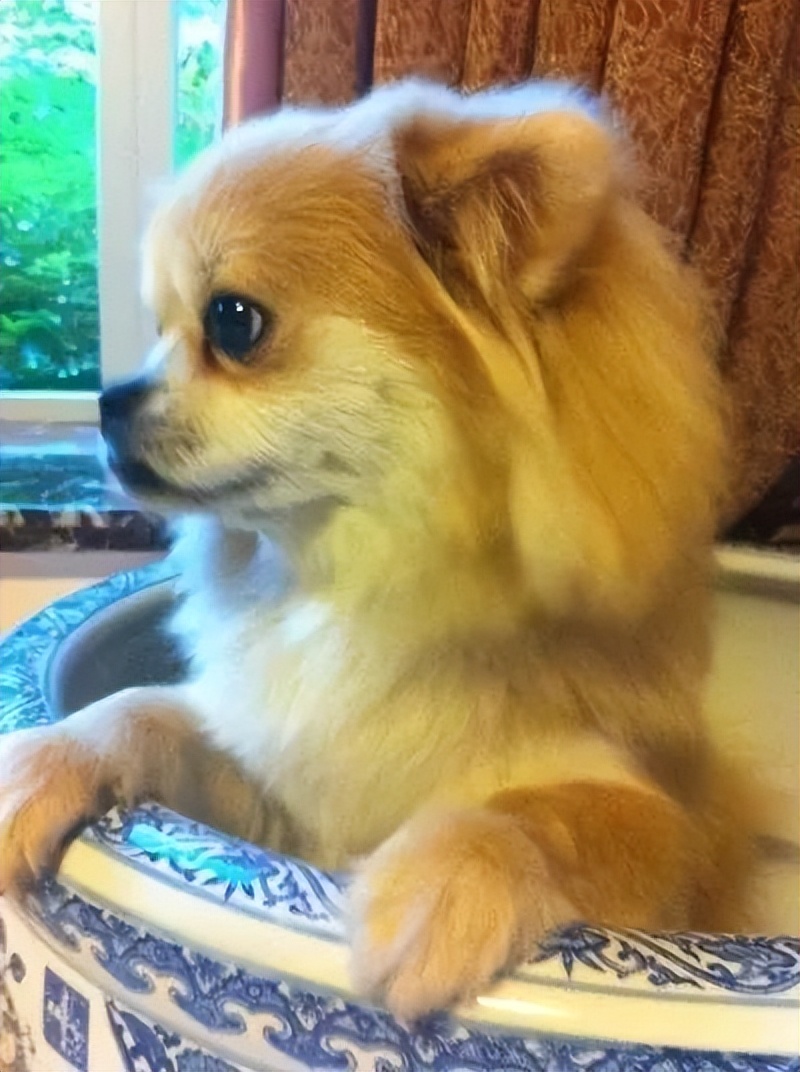 forgive me dog - iNEWS