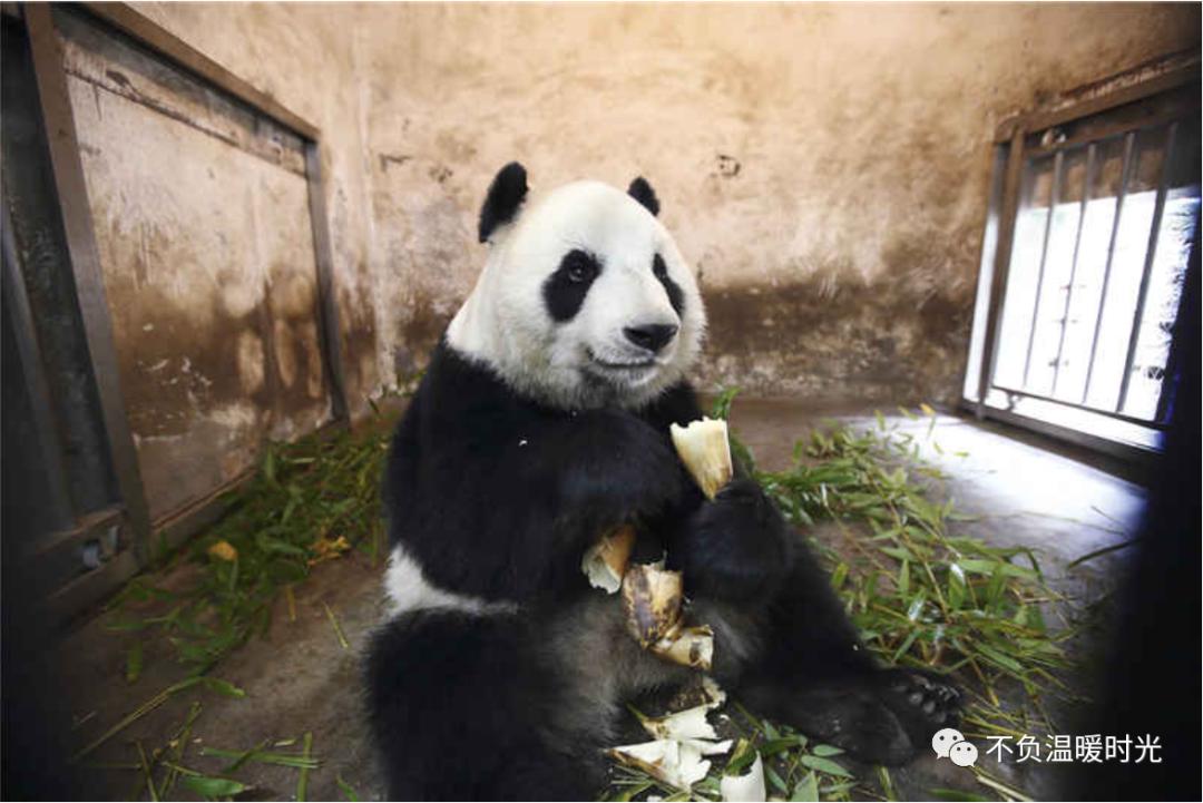 Giant panda Shuqin, the four fat ones are a bit wise and foolish - iNEWS