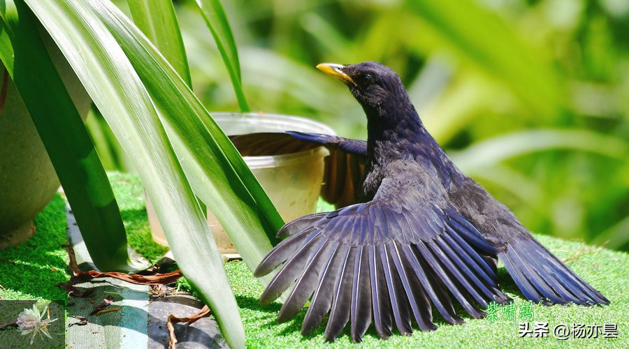 So you are such a purple whistling thrush - iNEWS