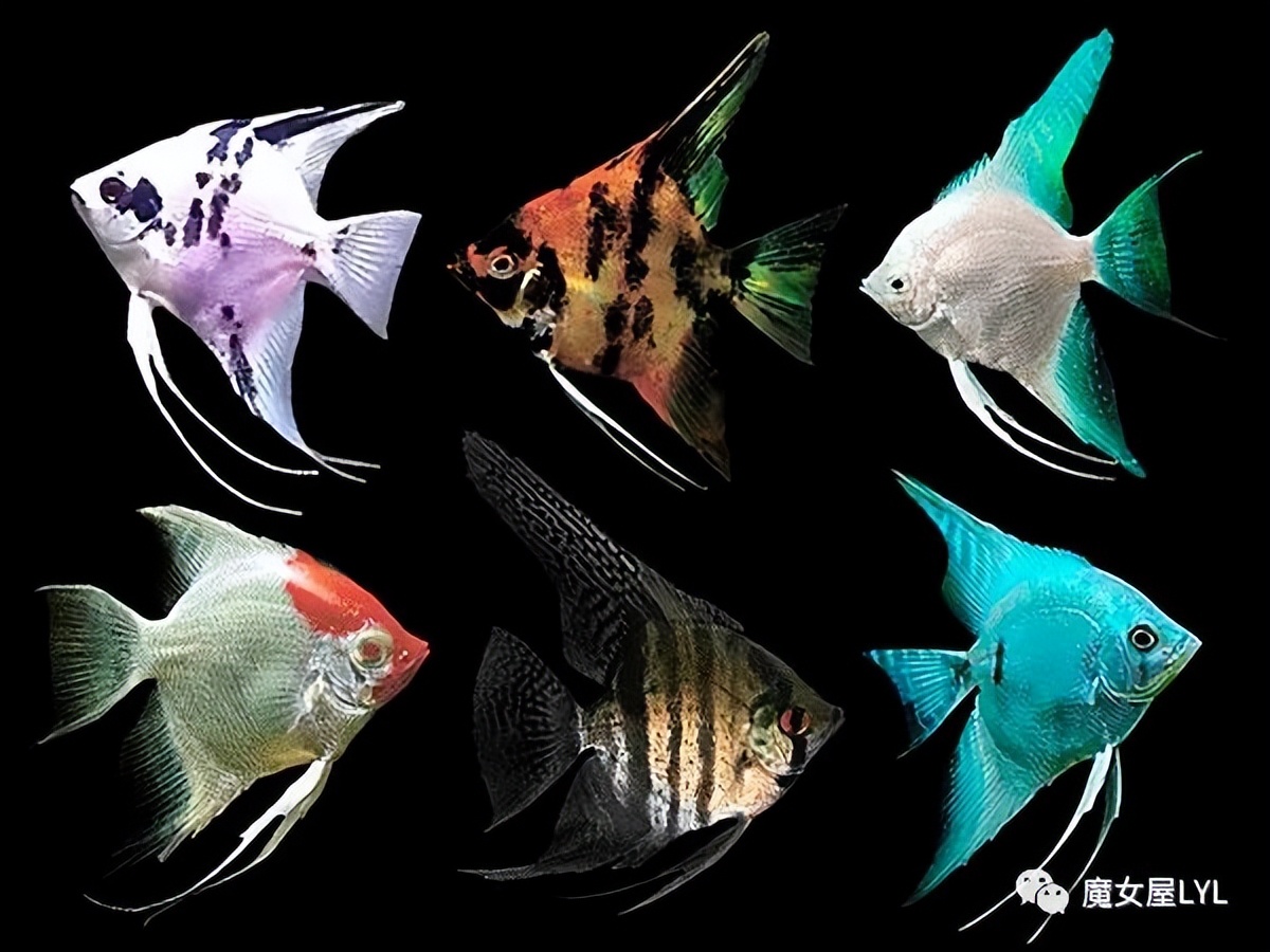 Three kinds of angelfish and neon fish - iMedia