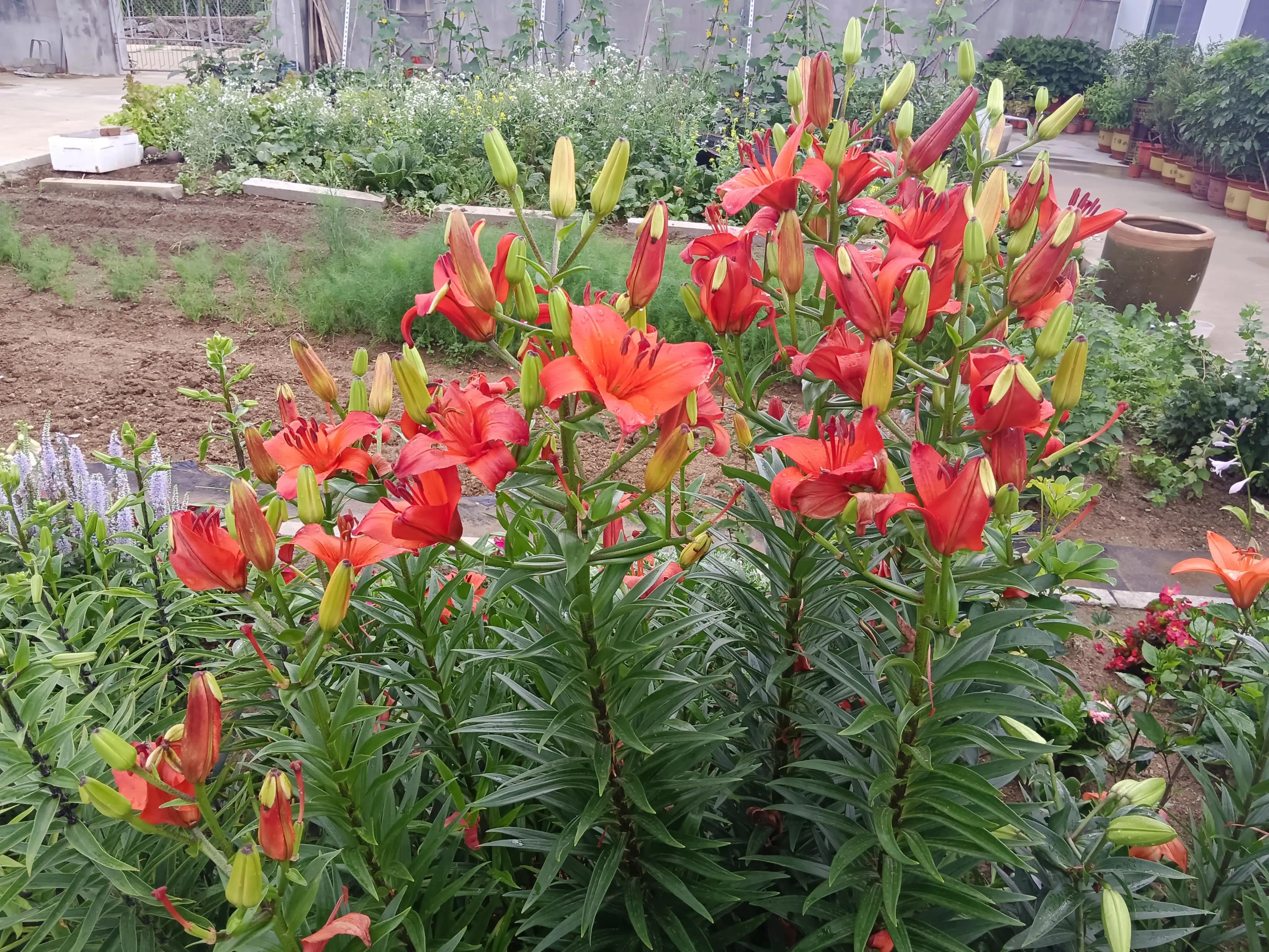 "river" character flying flower order - iMedia