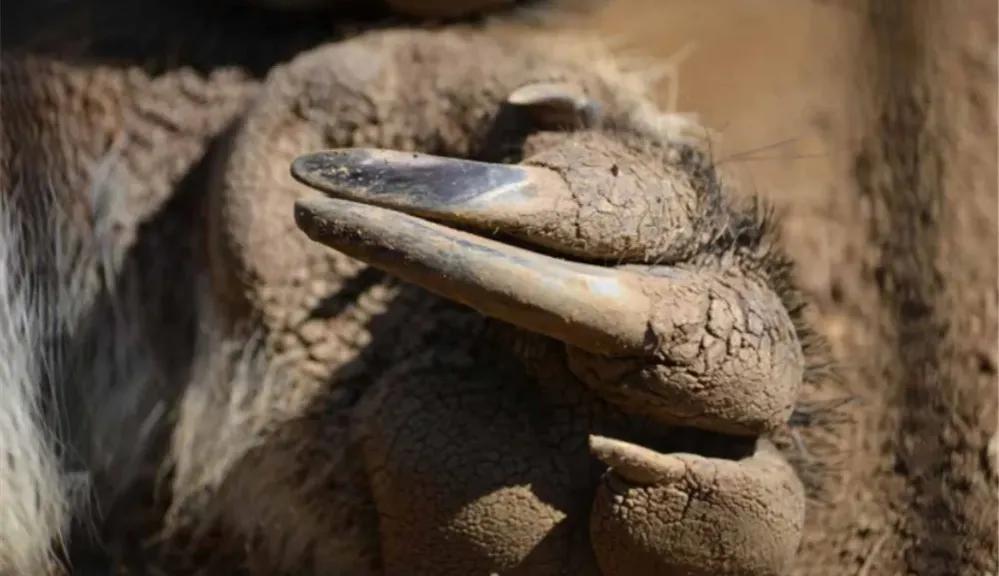 30 Super Rare Animal Photos - iNEWS