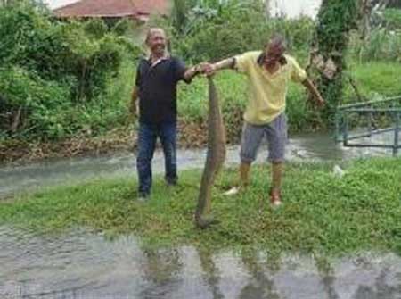 The world's largest leech picture, 7 meters long tyrant leech - iNEWS