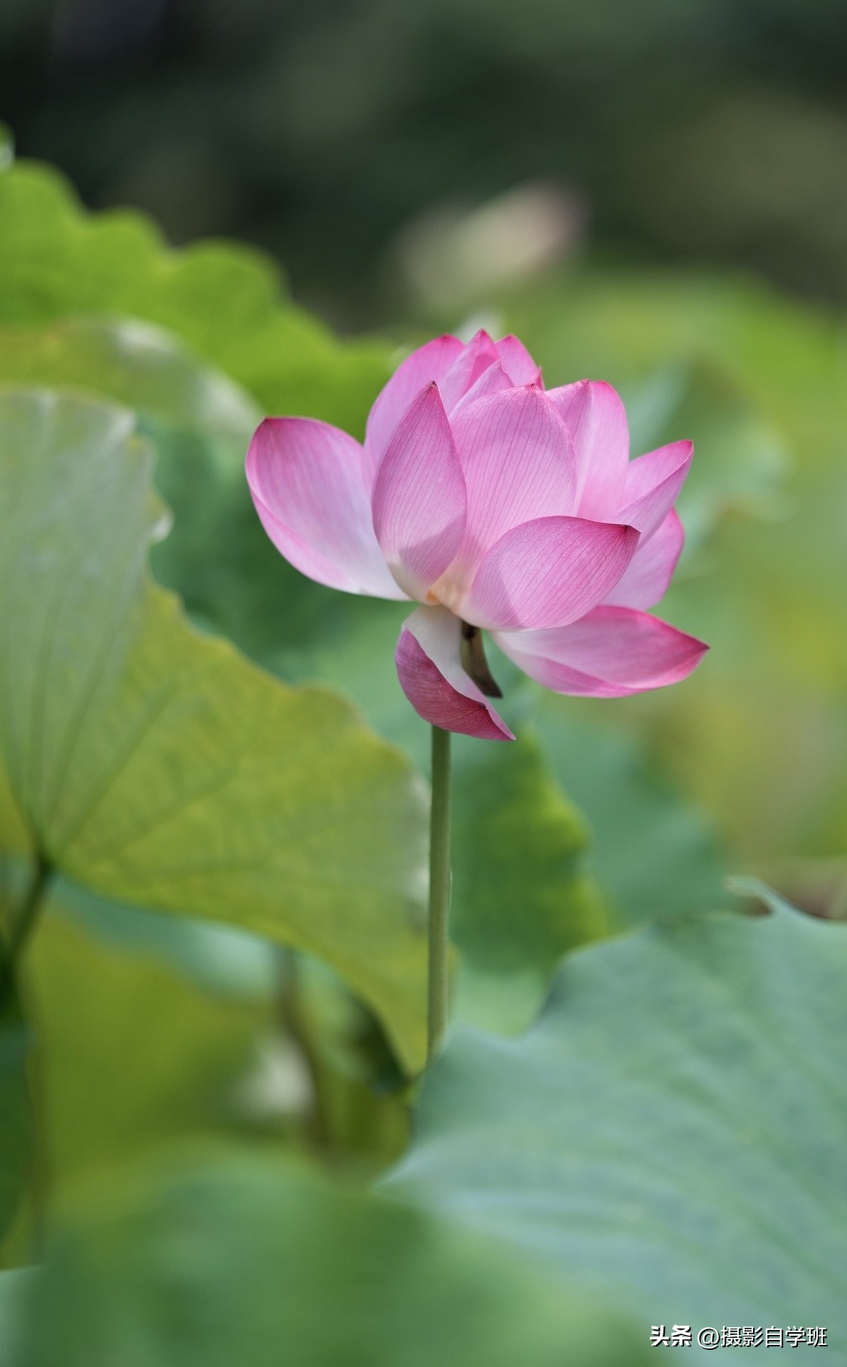 6 tips for lotus photography, you can take beautiful pictures with your ...
