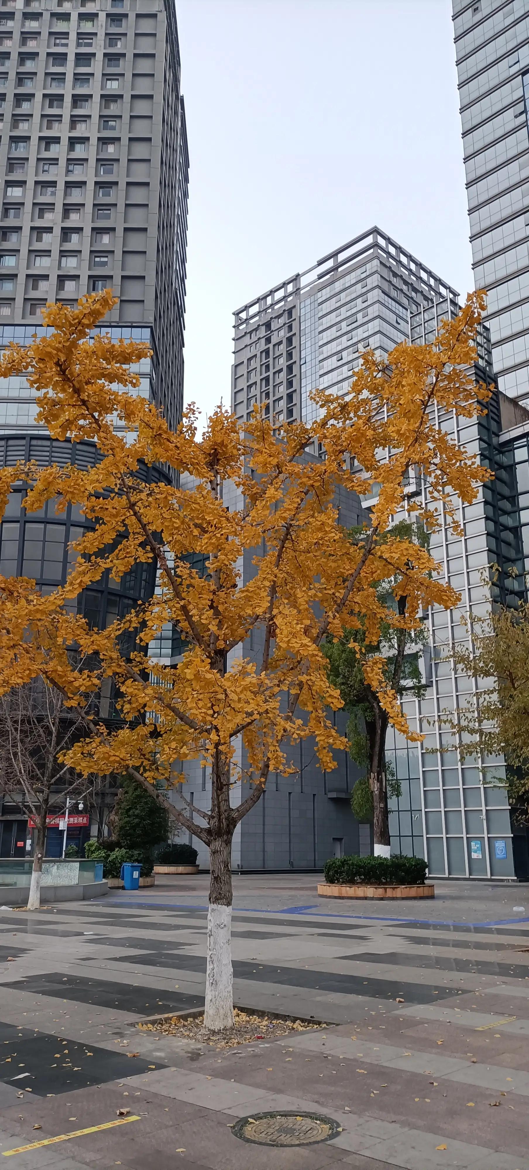 The colors of winter in Kunming, a spring city that is like spring all ...