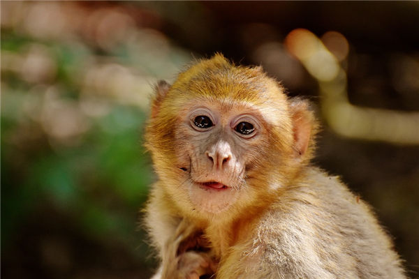 If you are a monkey, you are likely to experience some good luck in the ...