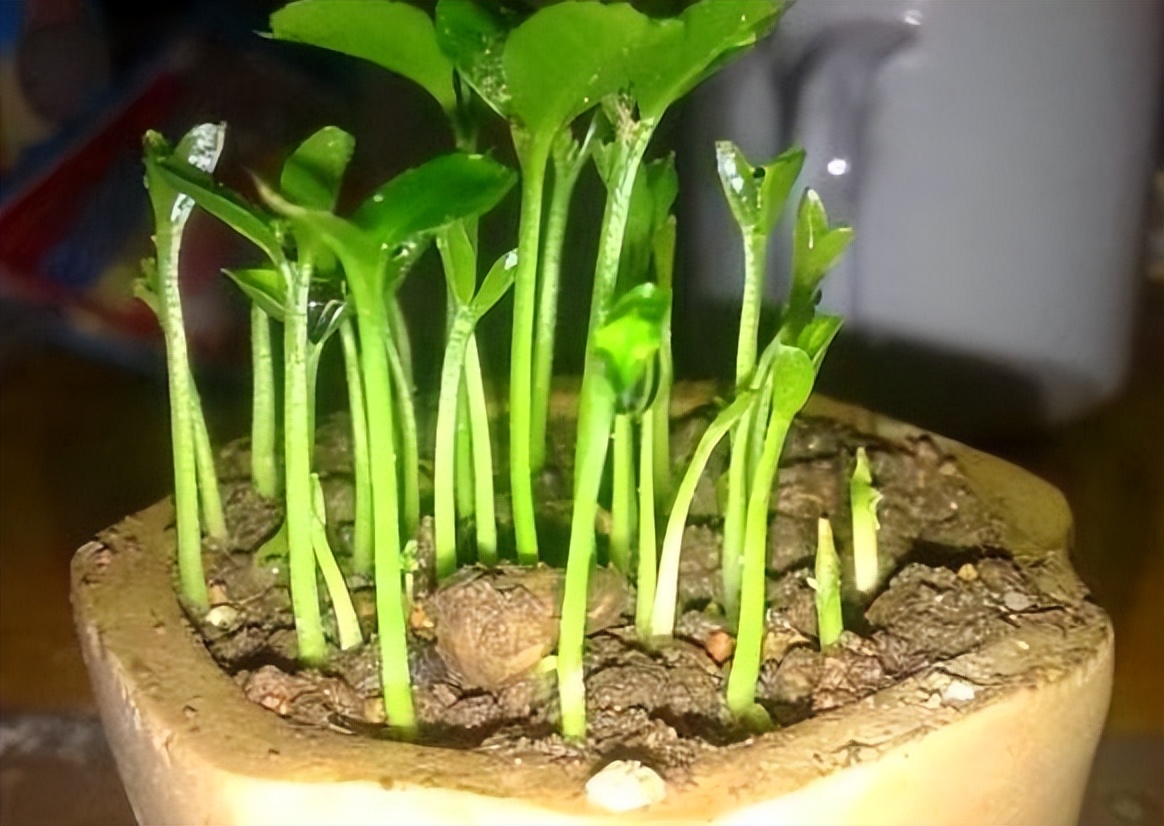 Bury these "3 kinds" of fruit pits into the soil, and it can be a ...
