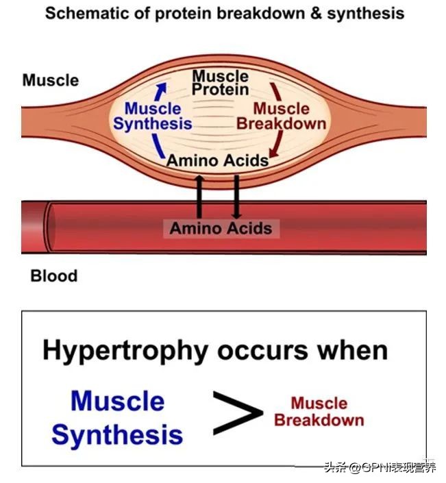 The Mechanism of Muscle Hypertrophy: How to Get Thick Muscle? - iNEWS
