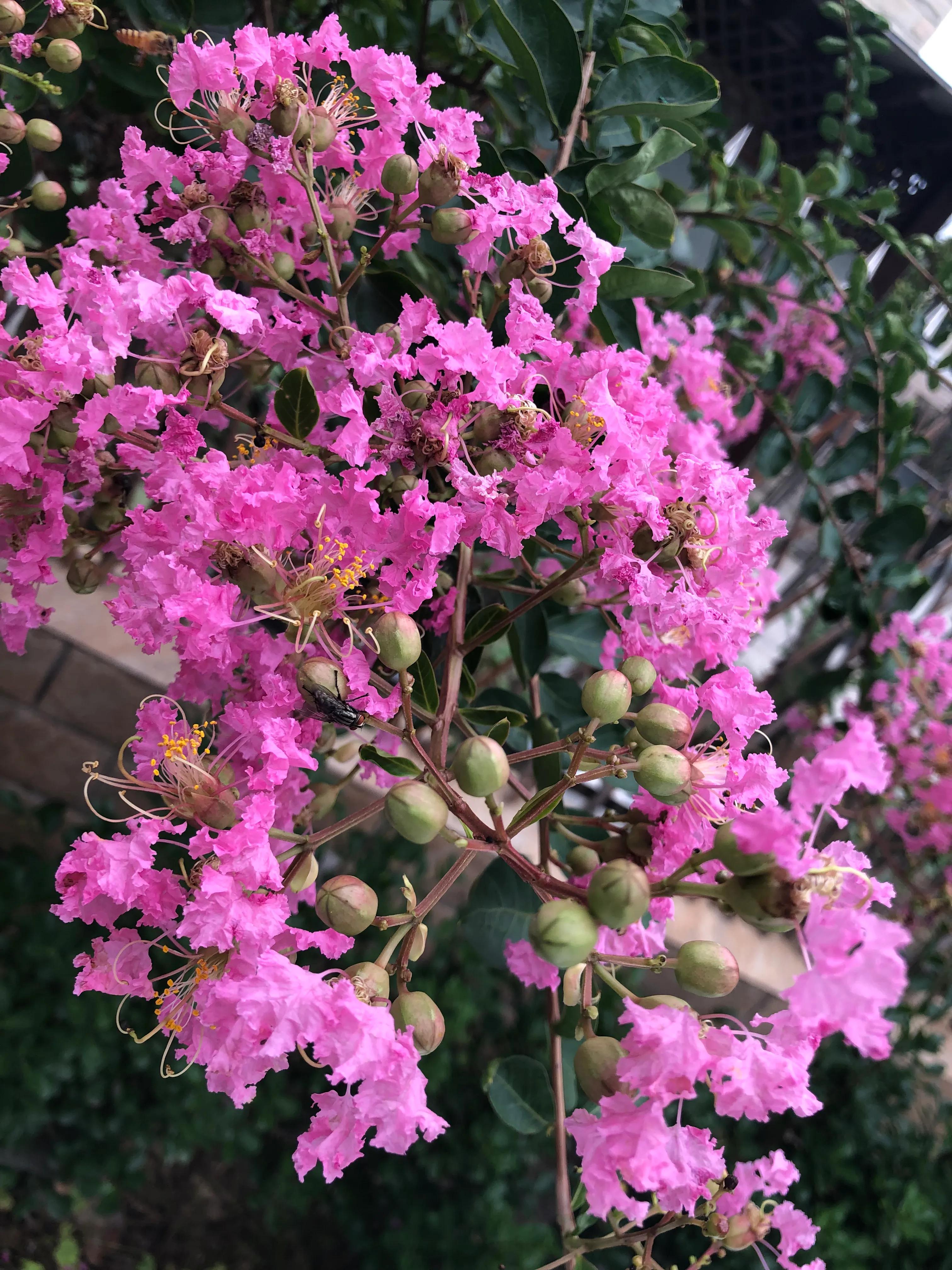 I like the beautiful crape myrtle flowers in summer - iNEWS