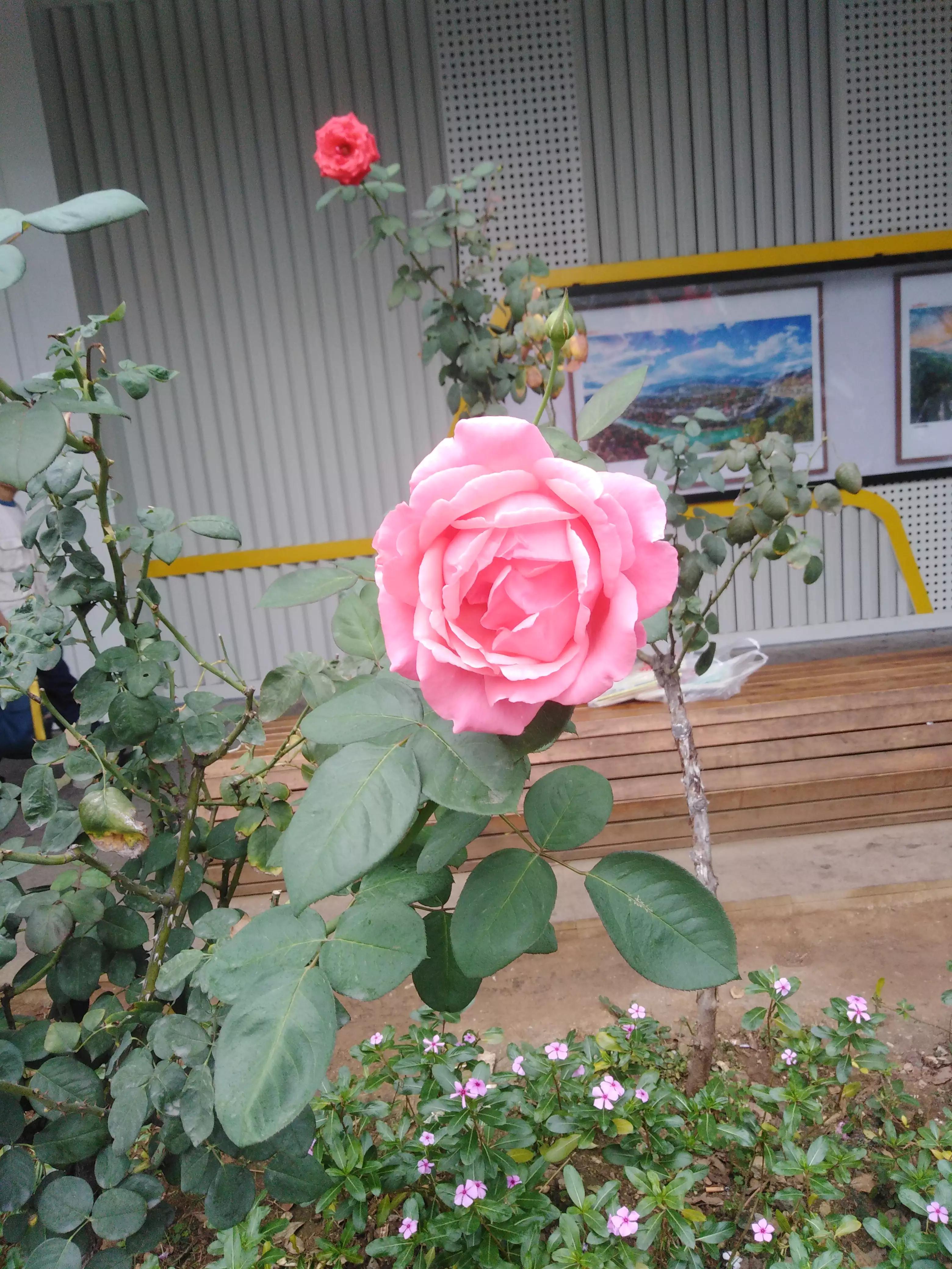 promenade flowers - iNEWS