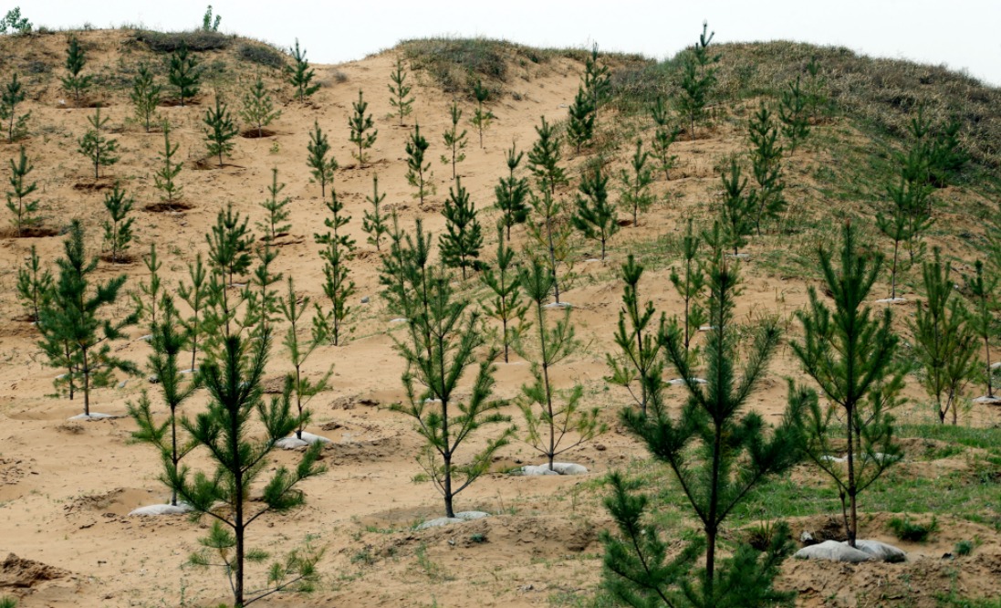 China's forest coverage rate reaches 24.02%, NASA and Nature: Because ...