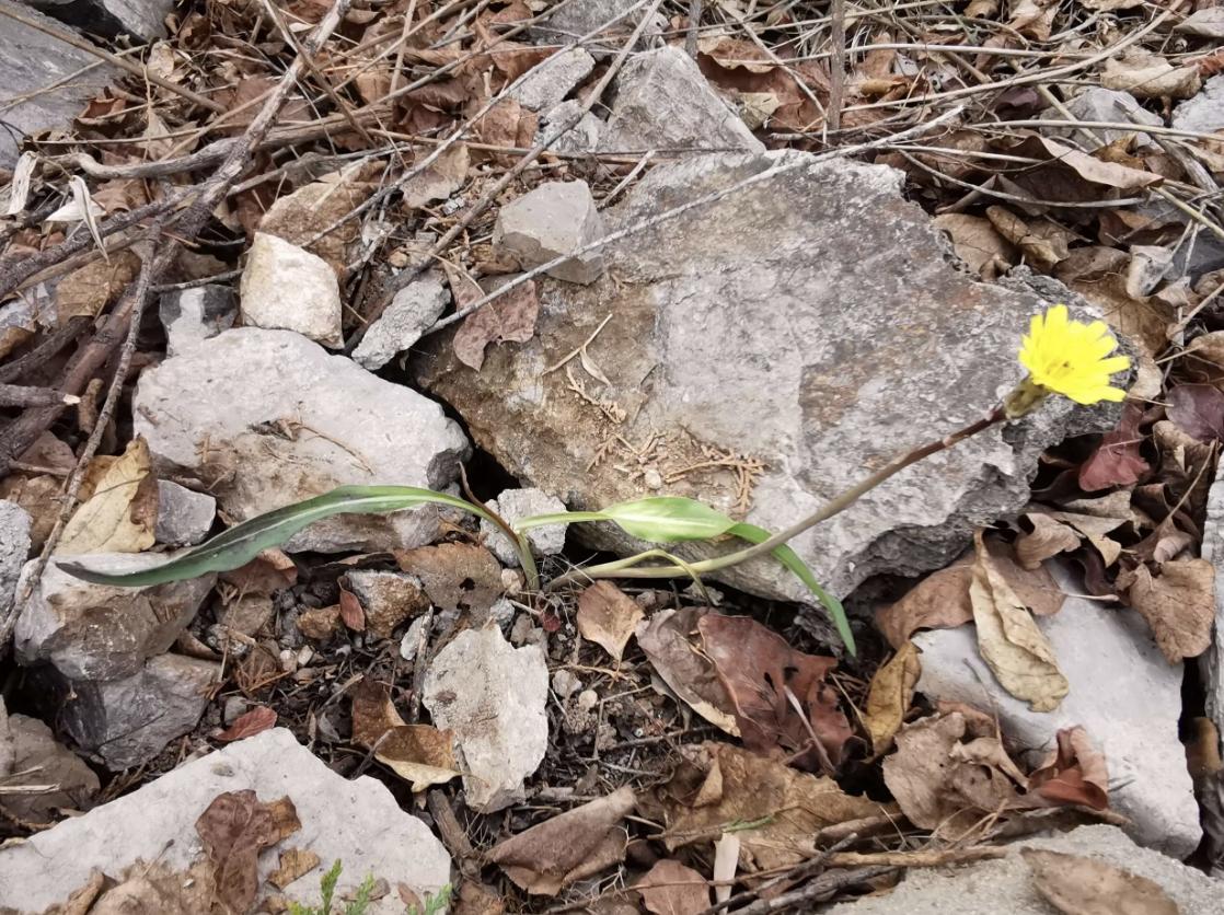 It grows under the hillside and is called "pen tube grass". Its roots ...