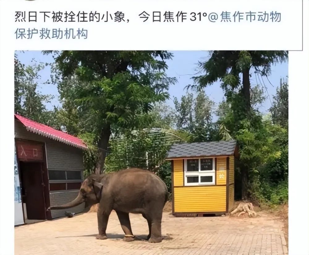 The current situation of Molly the elephant: Is the "Elephant Princess ...