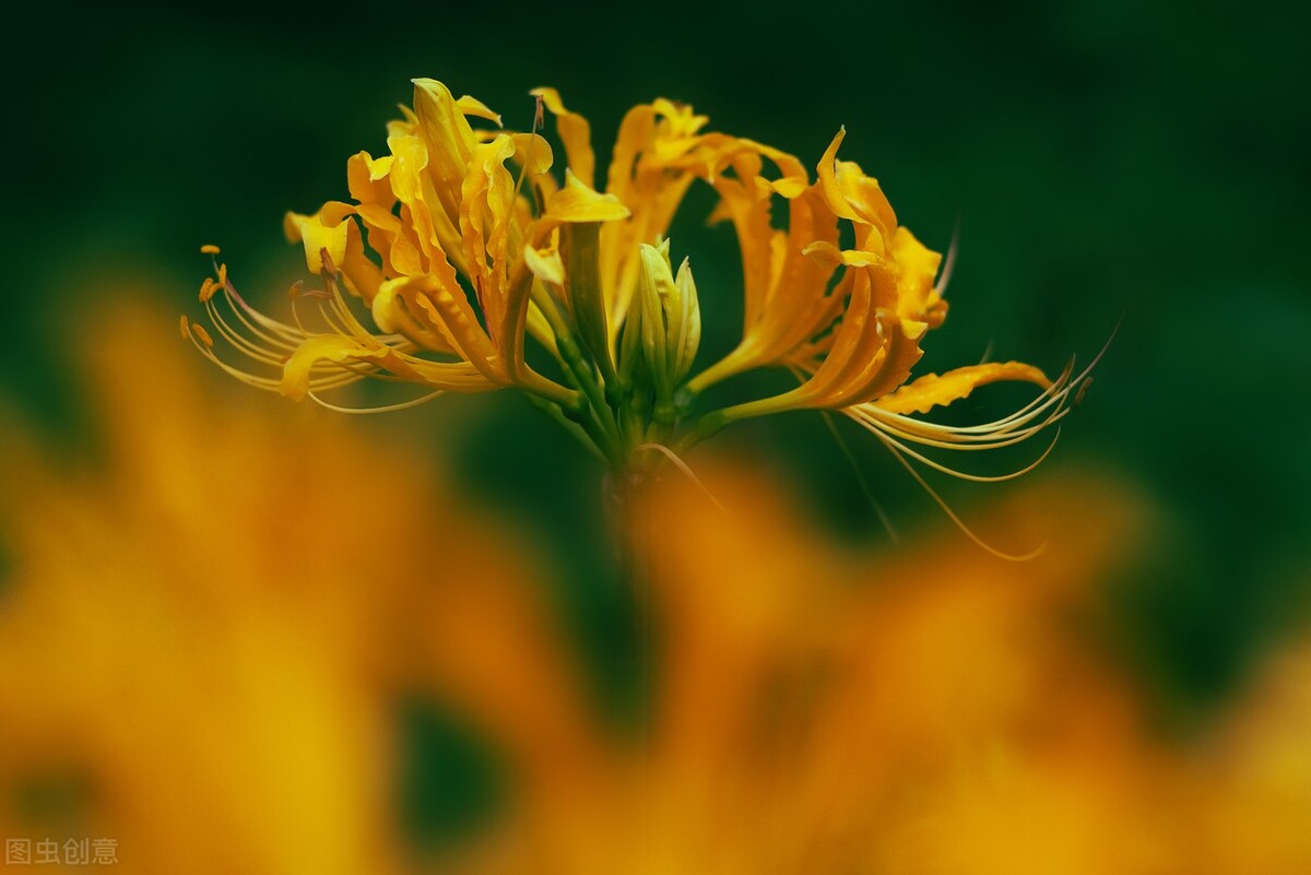 Do you know the meaning of Higan Flower? - iNEWS