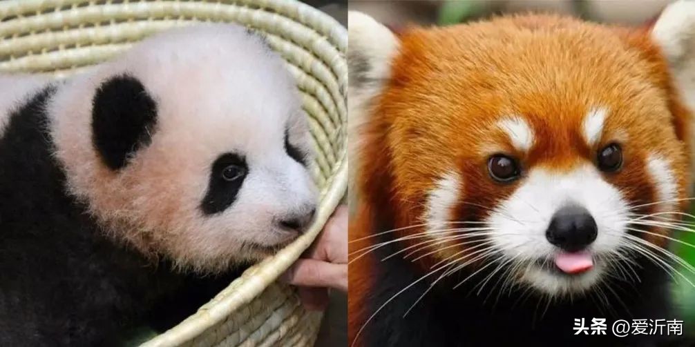 Why did the giant panda get its name, and how did it become the world's ...