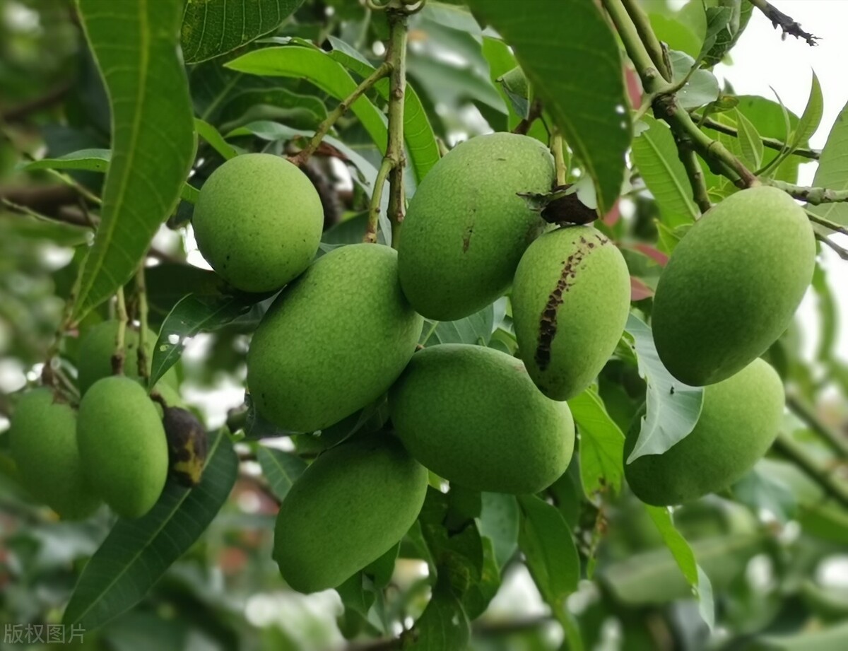 The top five list of the most delicious mangoes in China, see if there ...