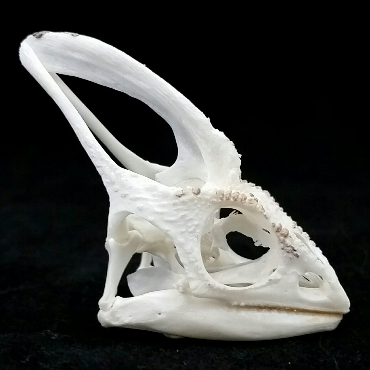 The aesthetics of the high skull top comes from the Tianlong people - iNEWS