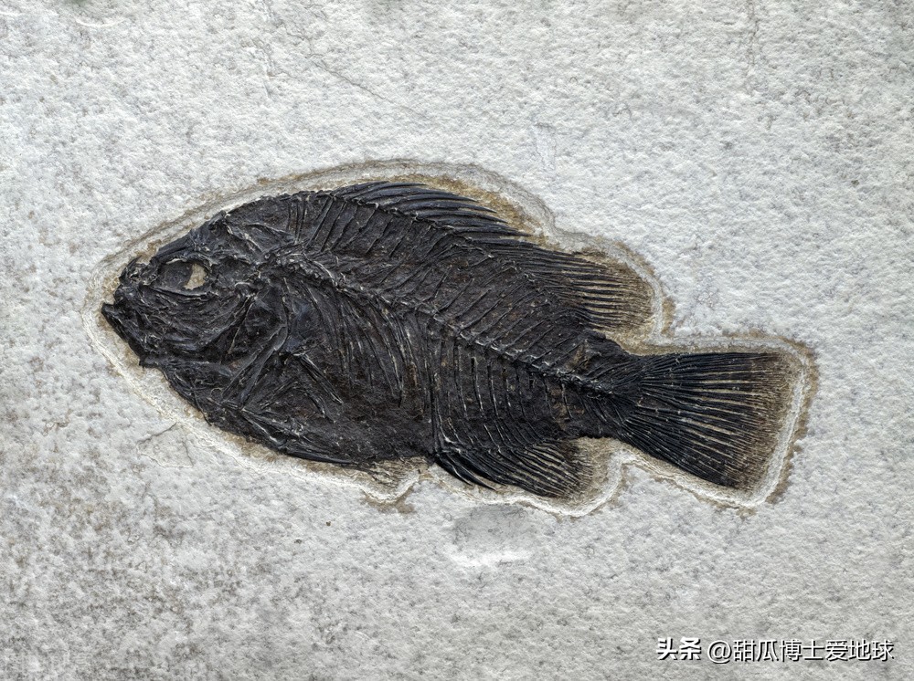 Humans evolved from fish, not monkeys, and it took nearly 500 million ...