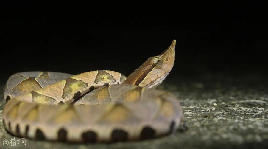 Challenge to popularize a venomous snake every day on the twelfth day ...