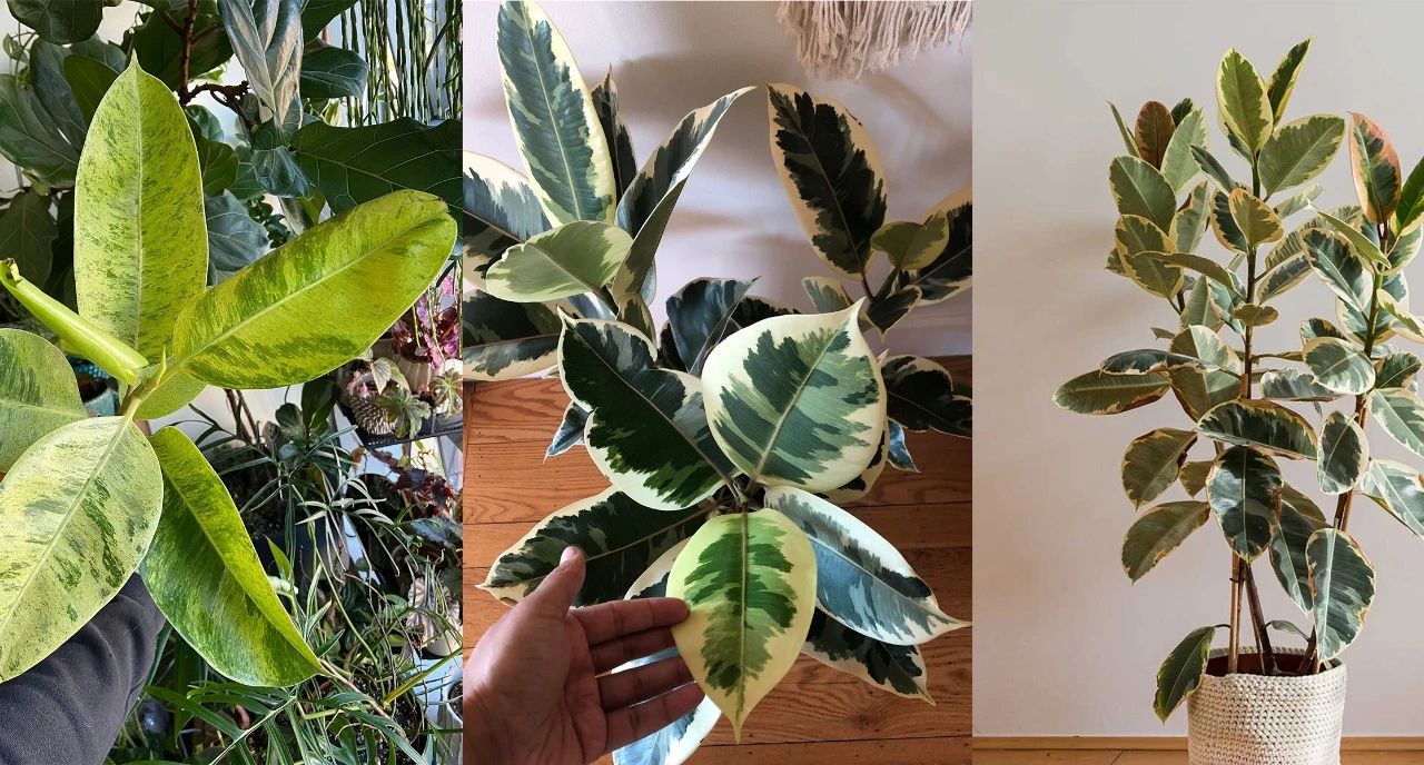 8 charming rubber tree varieties, good-looking and durable, can be ...