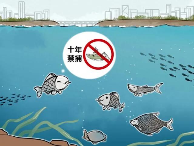 The Yangtze River is "crying"! Giant alligator fish are rampant in the ...