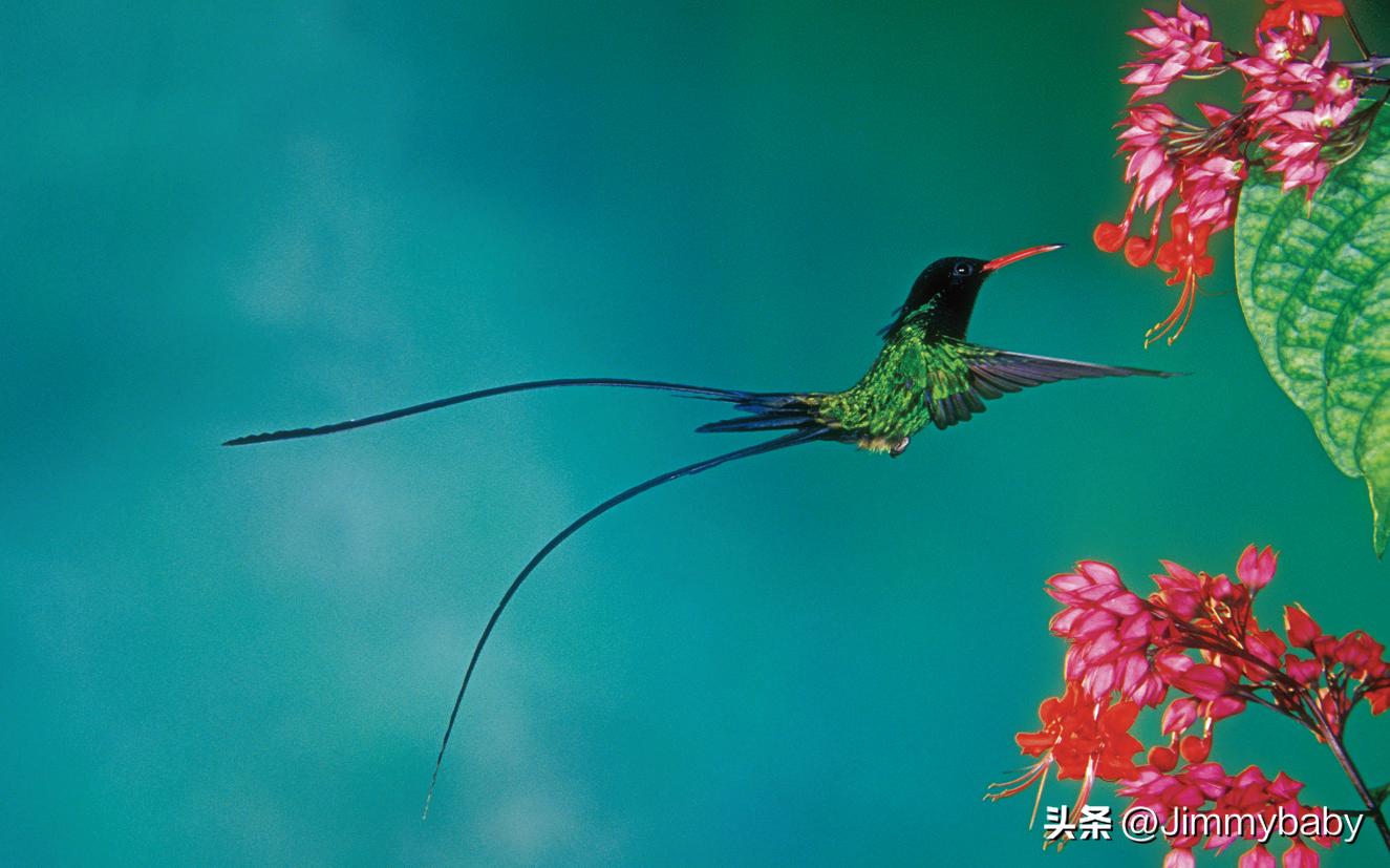 The world's national bird legend: Jamaica (JAMAICA) red-billed long ...