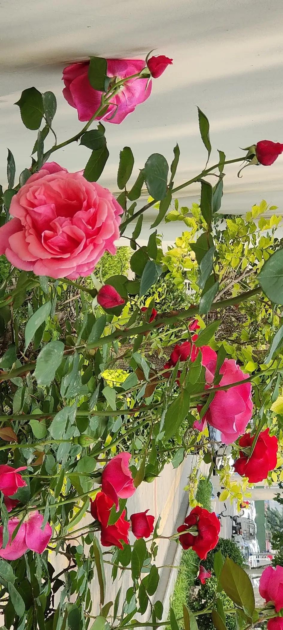 Please enjoy the roses I photographed - iMedia