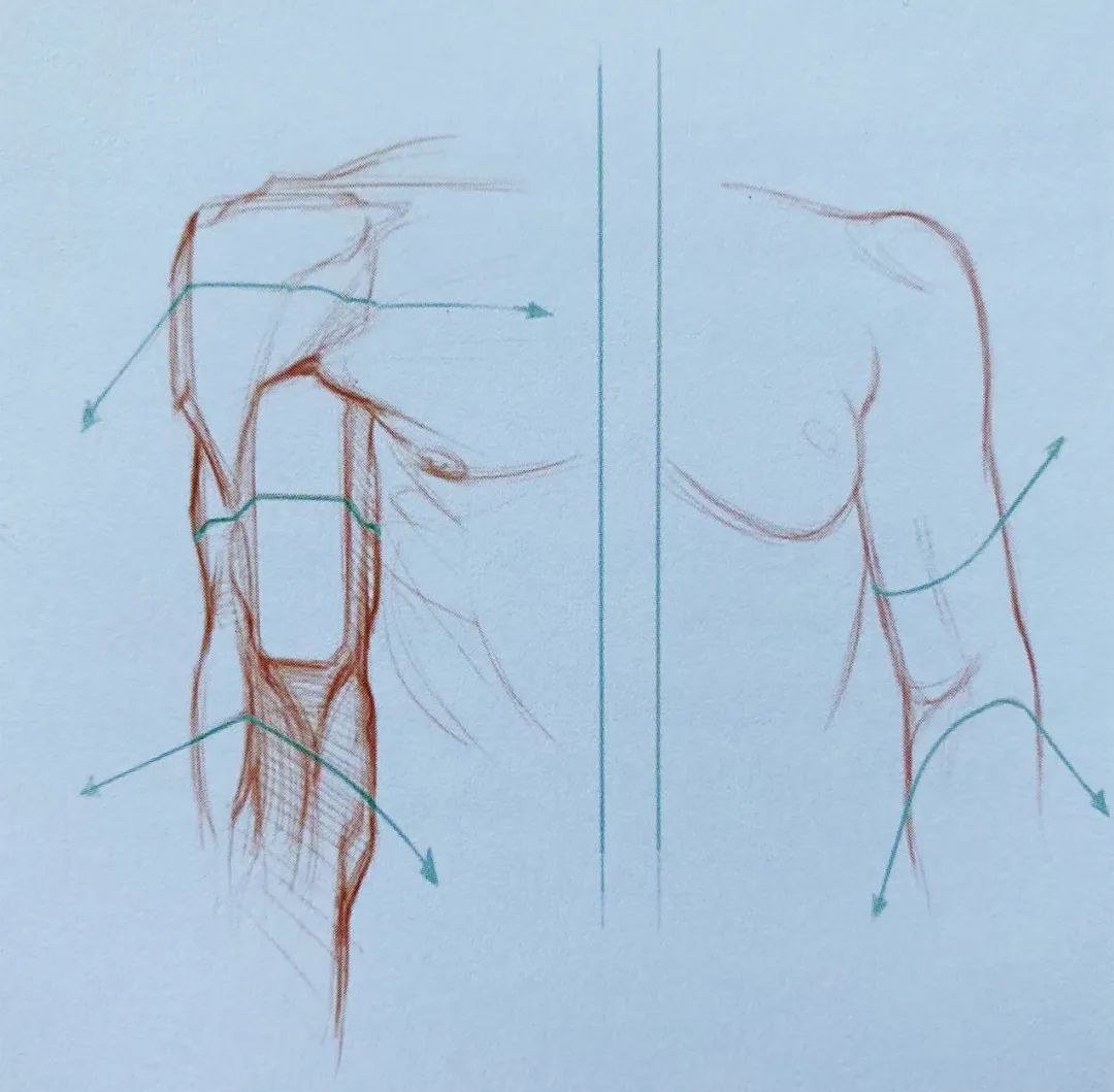 Dynamic Human Structure - Arms and Elbows - iNEWS