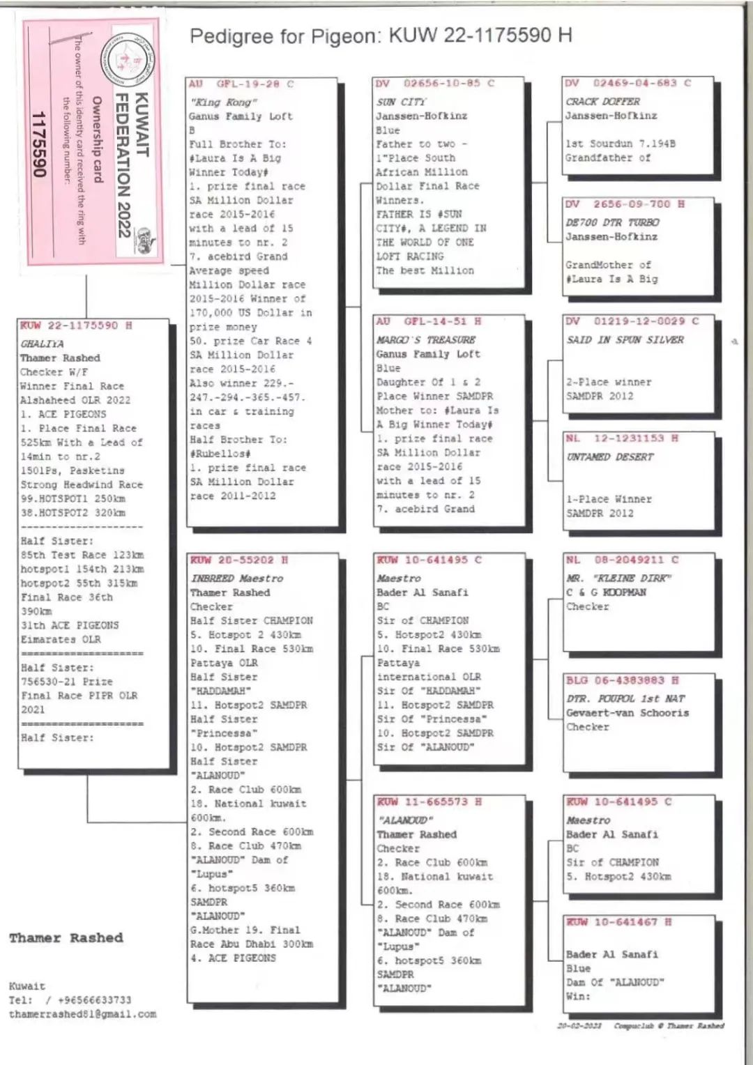 Ganus famous pigeon "King Kong" wins the one loft championship again ...