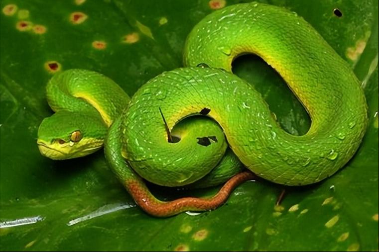 Top 10 Venomous Snakes in Taiwan - iMedia