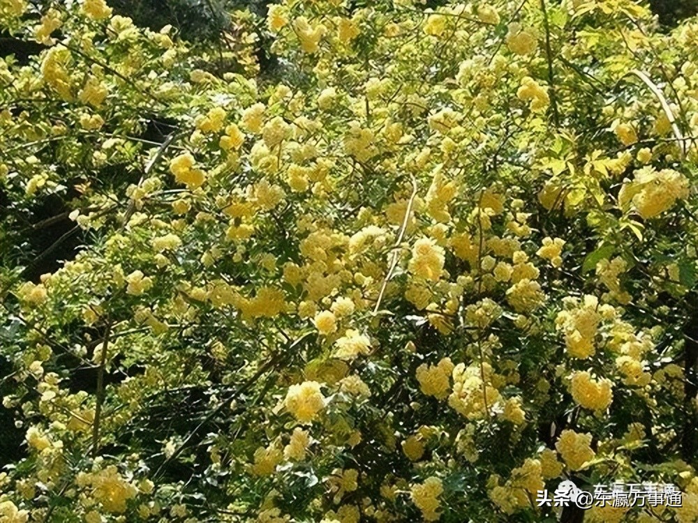 Yayoi: Woody Rose - iMedia